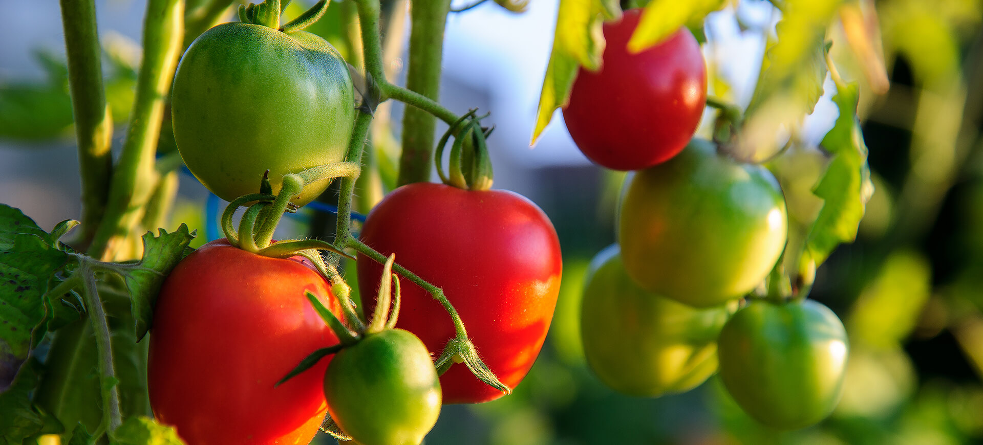 What You Need to Know About GMO Foods | Authentica World Cuisine